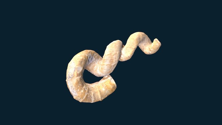 Heteromorph 3D models - Sketchfab