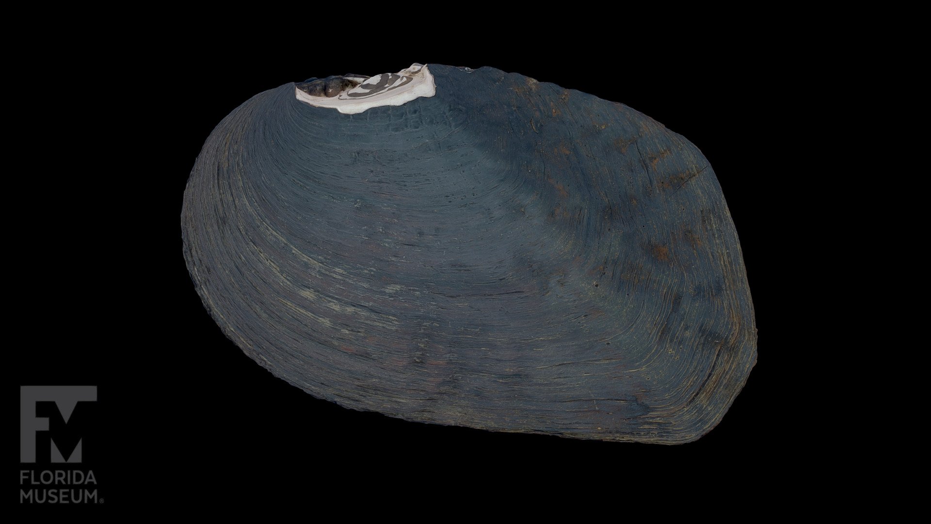 Purple bankclimber - Freshwater Mussel - 3D model by FloridaMuseum ...