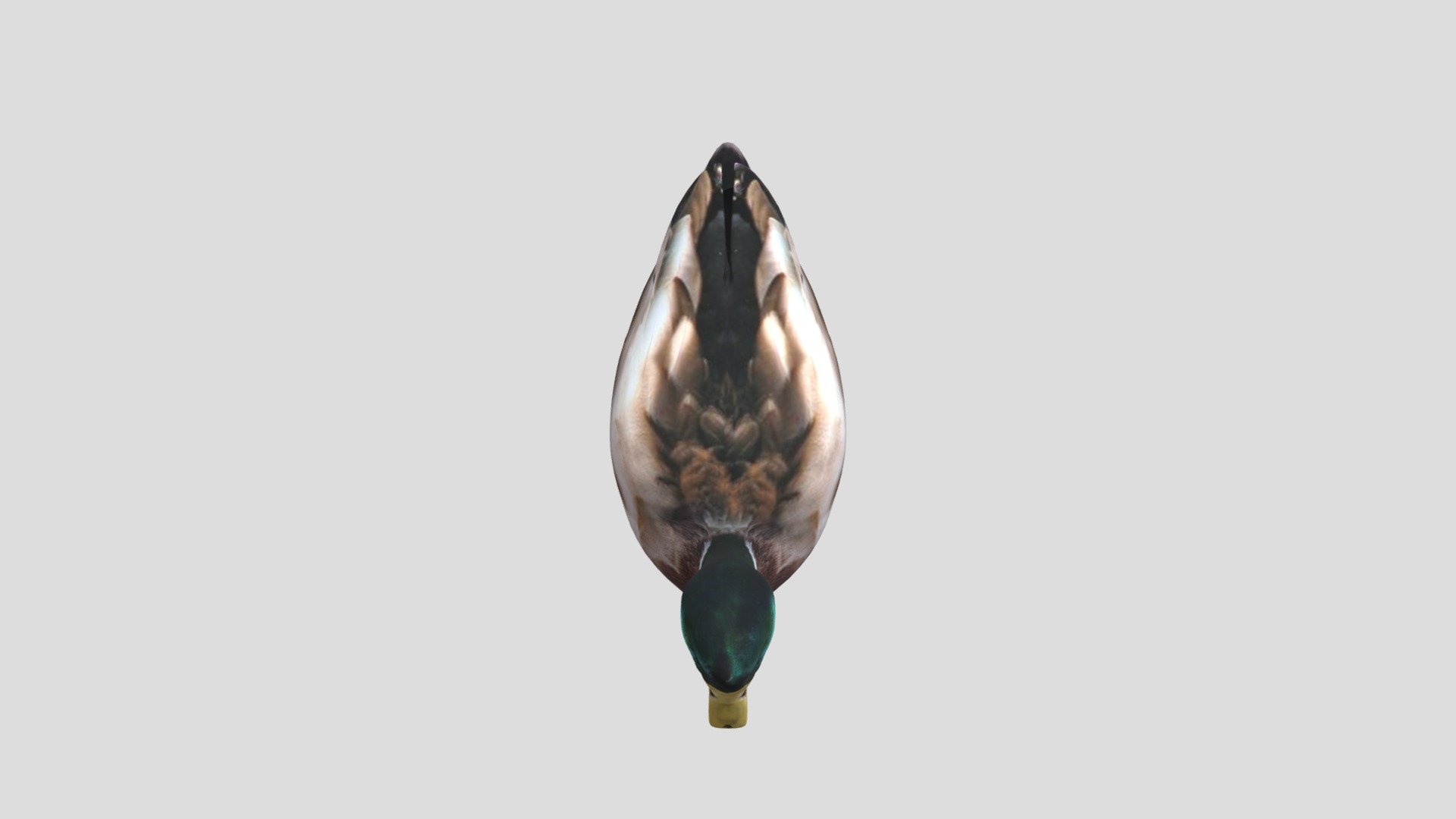 Mallard - 3D model by quickster_awesome (@quickster_awesome5) [fc337d9 ...
