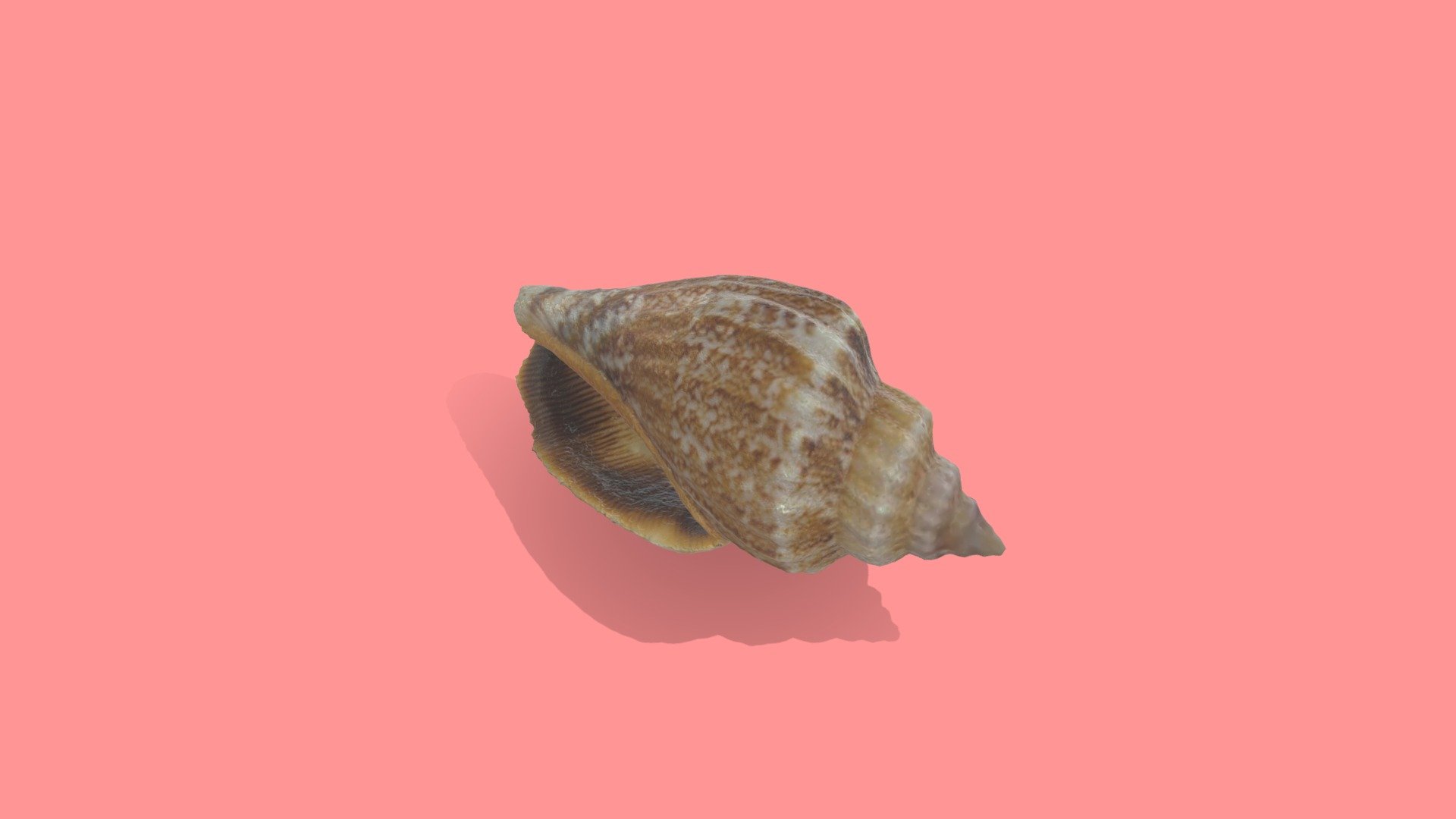 Long Shell - 3D model by Omphalion [fc434a3] - Sketchfab