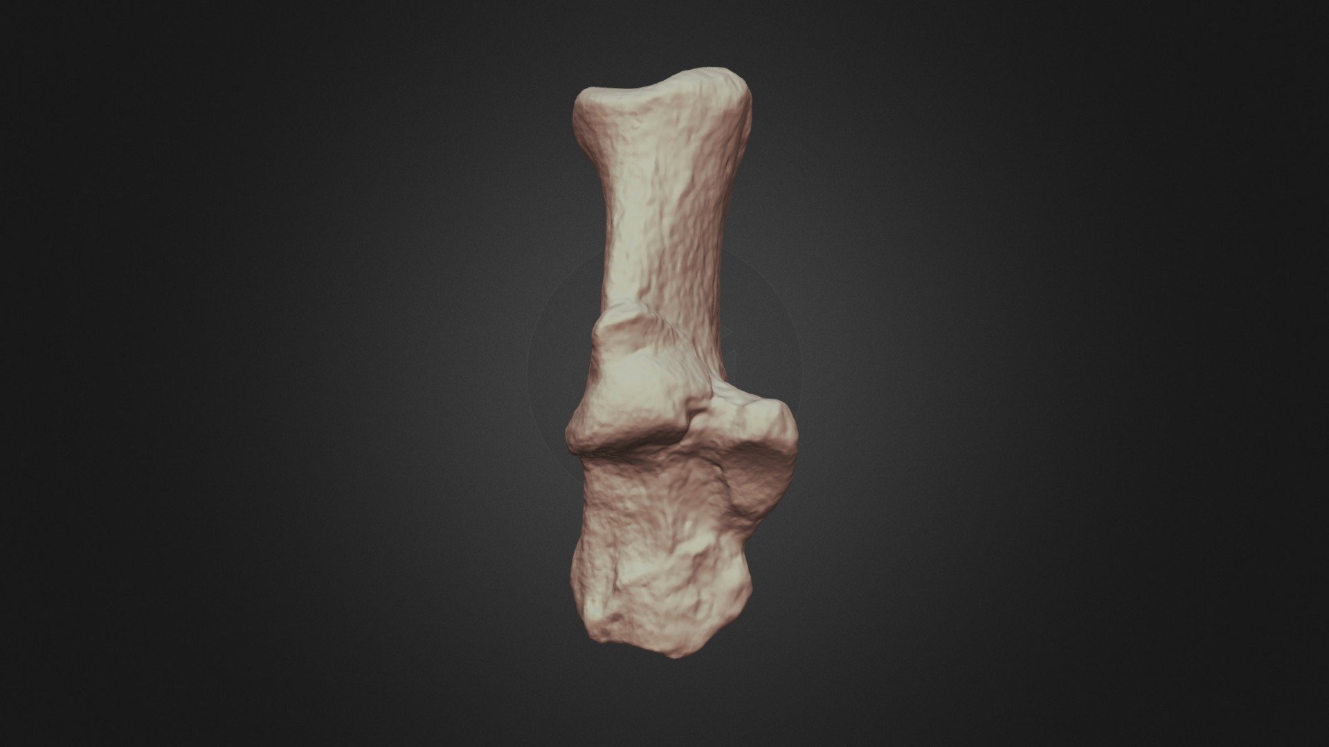 Canis lupus (Wolf) Right Calcaneus - 3D model by Lakehead Anthropology ...