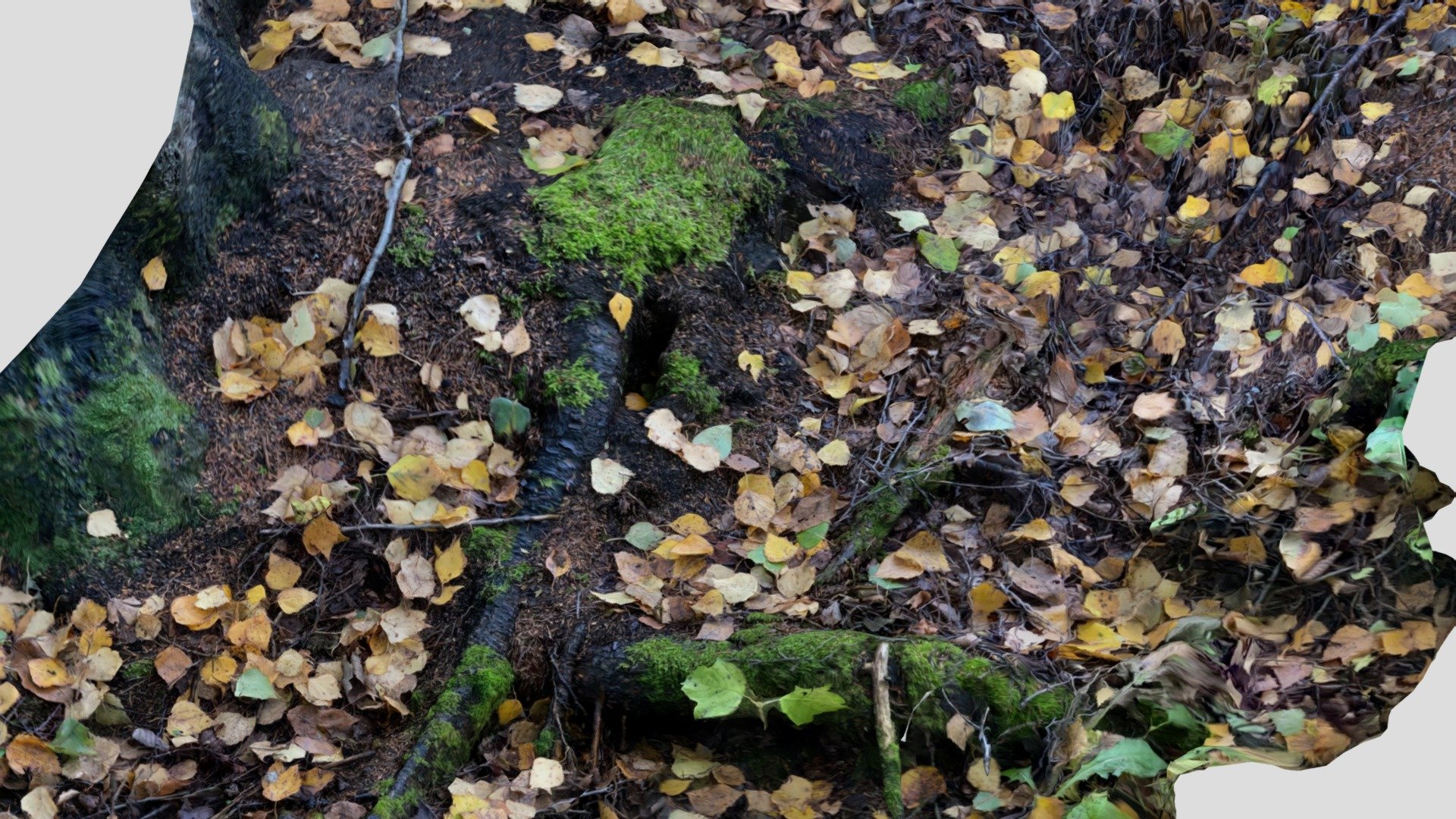 Forest ground with leaves scan - Download Free 3D model by RobenSikk ...