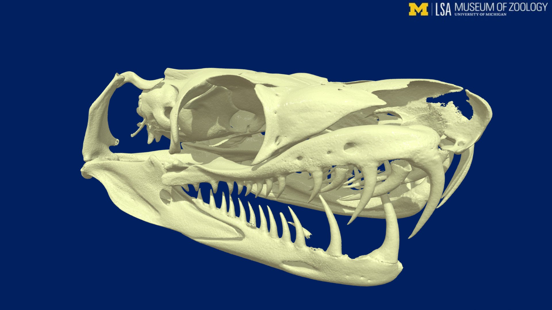 Tree Boa Skull - 3D model by Michigan Herpetology (UMMZ ...