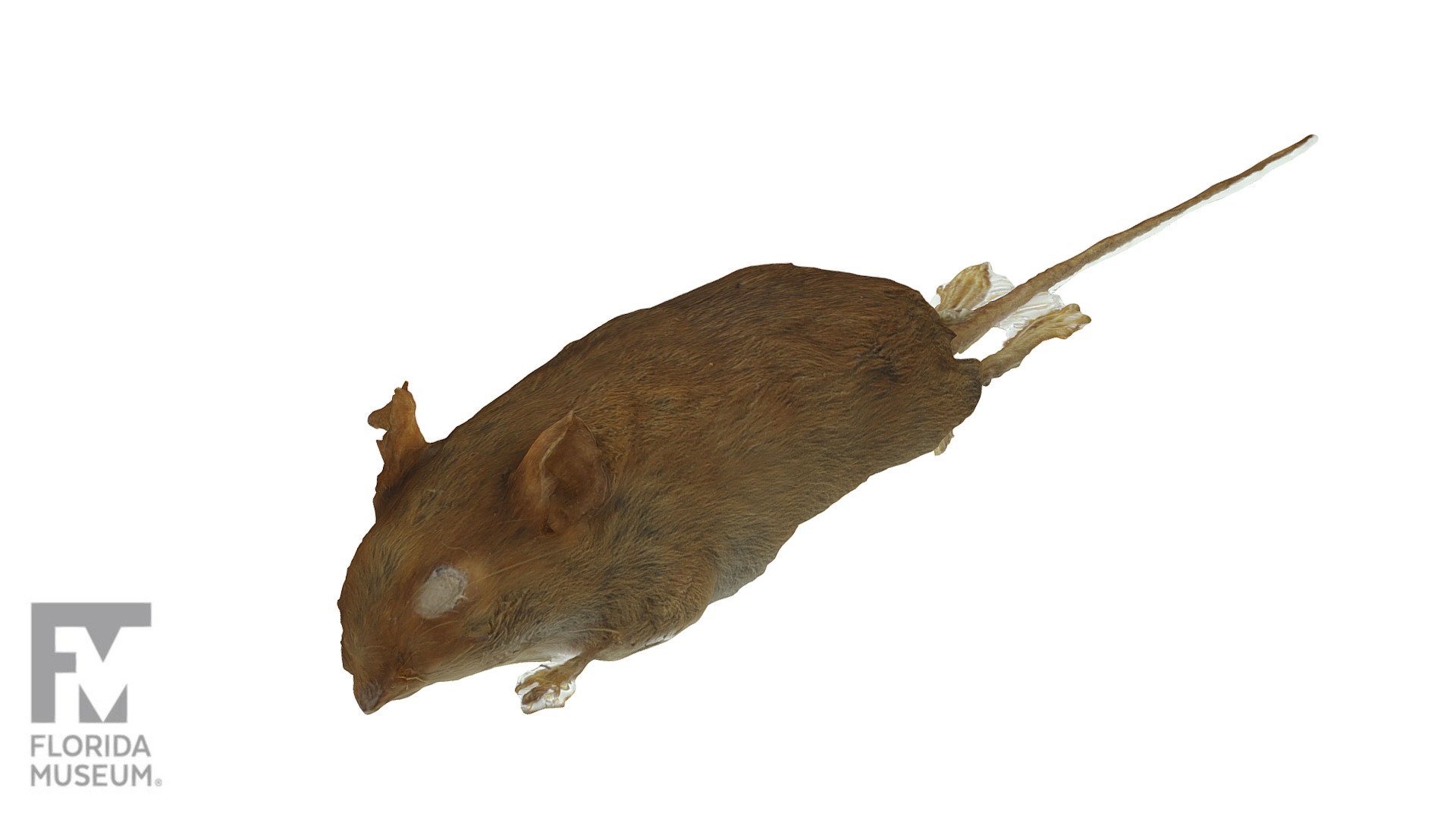 Golden Mouse Study Skin, Cricetidae - 3D model by FloridaMuseum ...