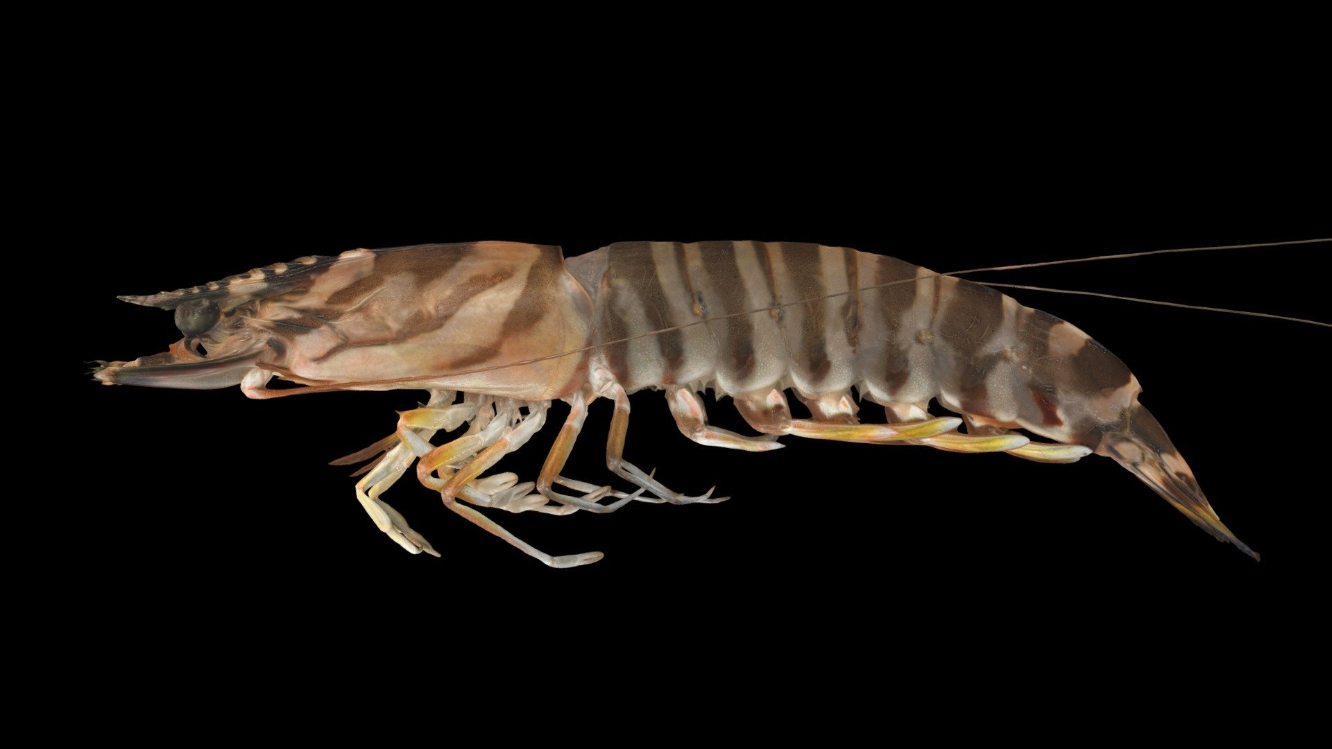 CC0 クルマエビ 🦐 Japanese Tiger Prawn, M. japonicus - Download Free 3D model ...