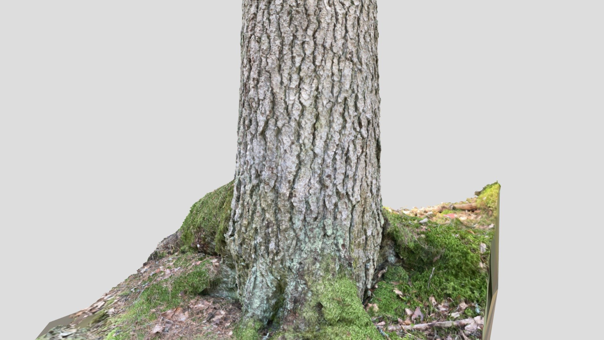 Tree Stump - Forest - Download Free 3D model by Majzim [fc63536 ...