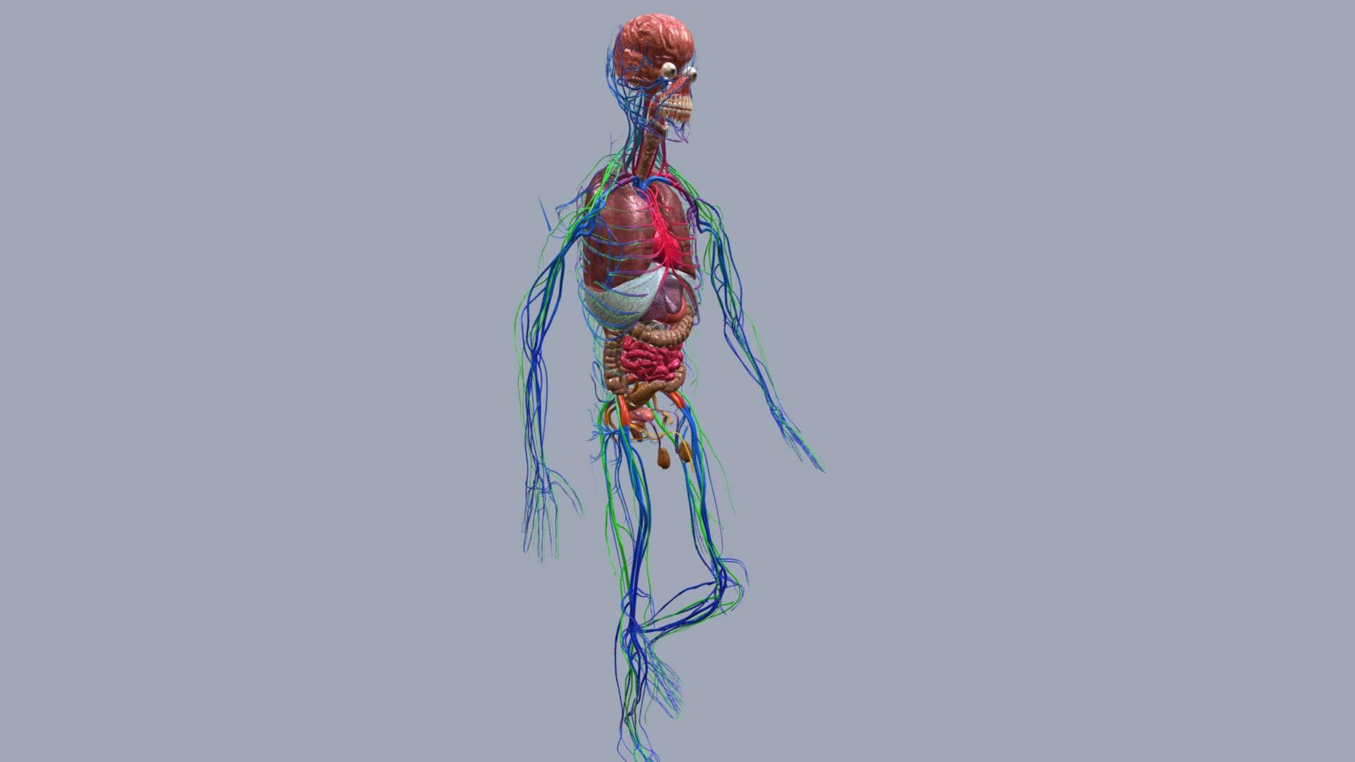 Animation Organs Anatomy Systems: WALKING - Buy Royalty Free 3D model ...