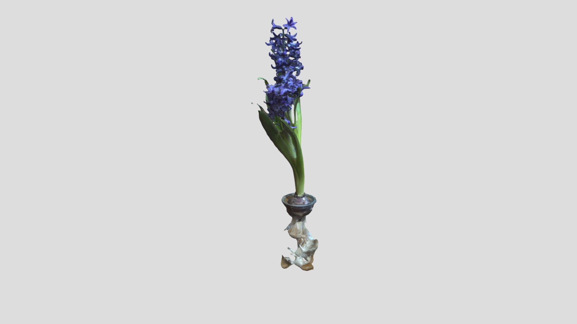 hyacinth - 3D model by pocketfaun [fc69867] - Sketchfab