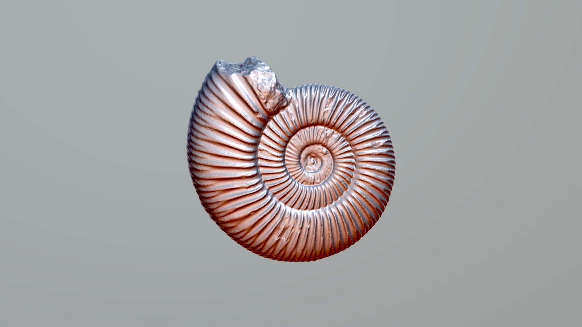 Perisphinctes sp - Download Free 3D model by jovilgo [fc6c476] - Sketchfab
