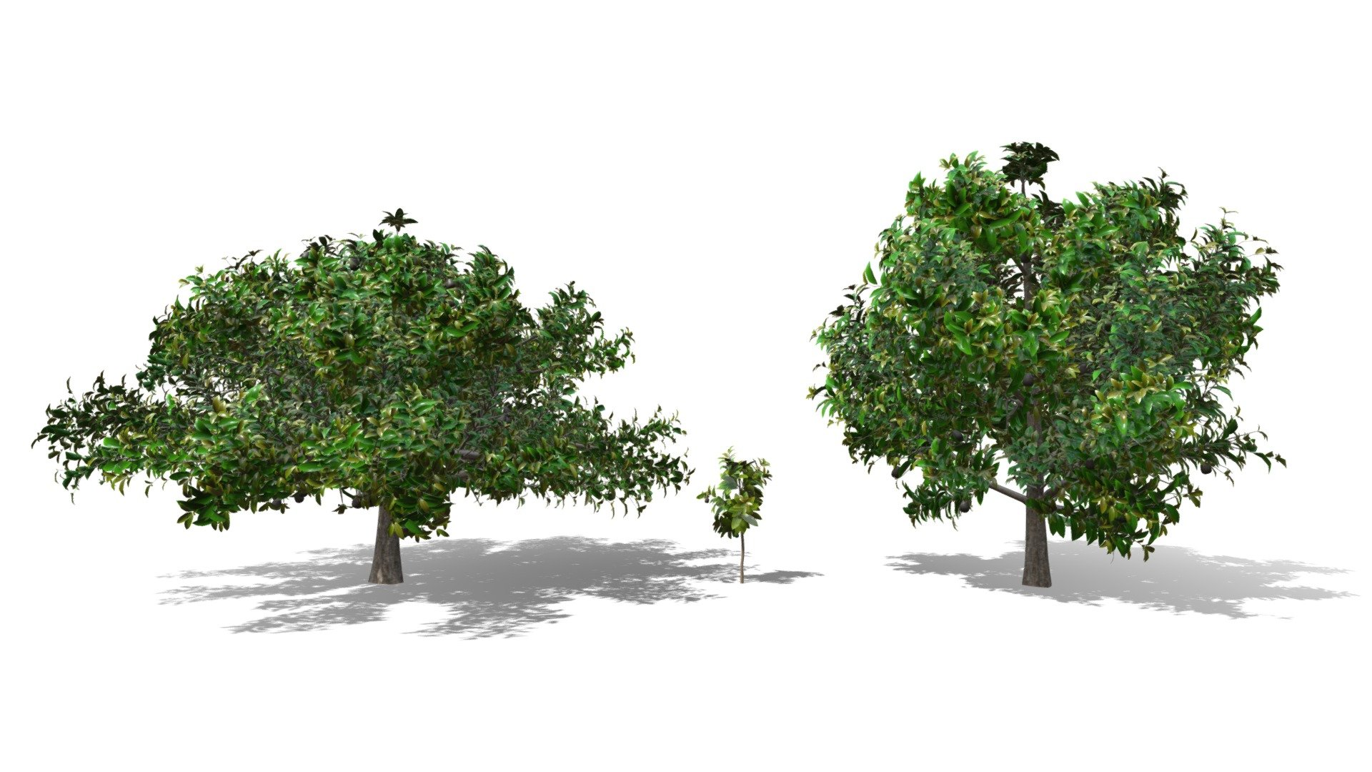 Realistic Avocado Tree 3D Model - Buy Royalty Free 3D model by hkhalif ...