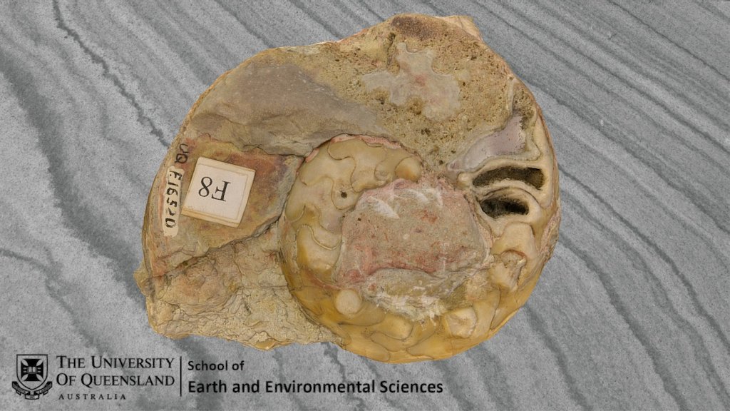 Ammonite (Ceratites sp.) - 3D model by nate_siddle (@nate_sid) [fc76701 ...