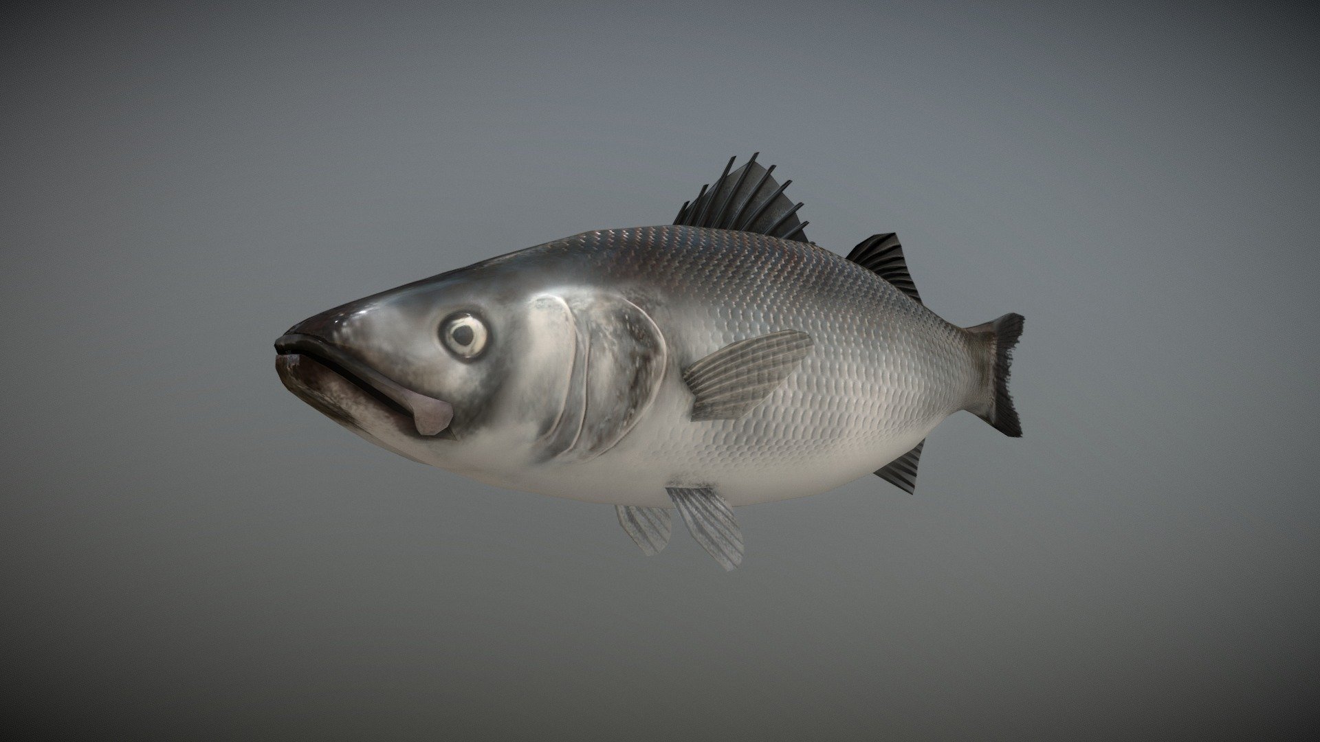 Low Poly Fish - Seabass - Download Free 3D model by Sibience [fc781be ...