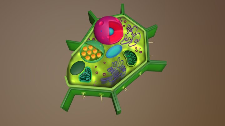 Photosynthesis 3D models - Sketchfab