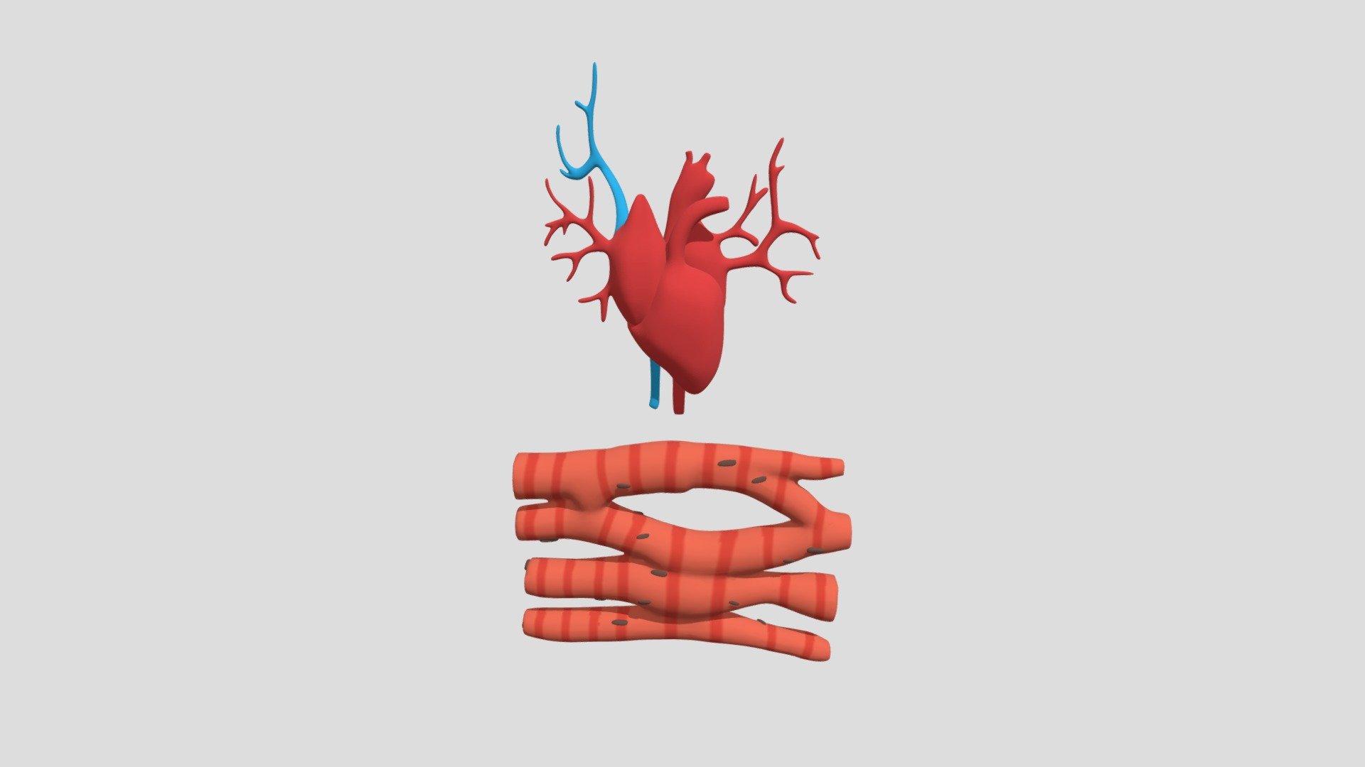 Human Heart 3D Model Sketchfab at Marsha Tibbetts blog