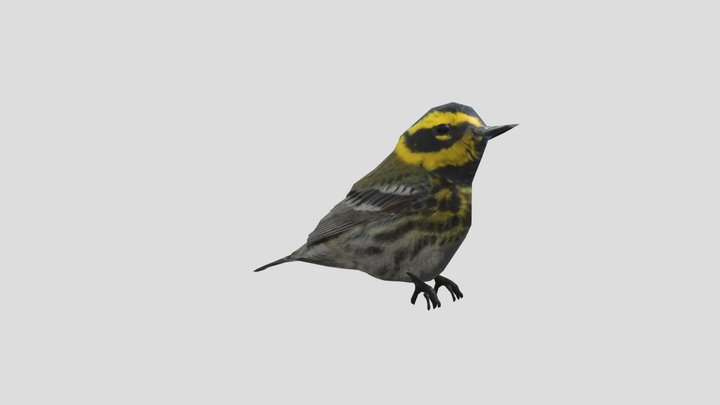 Warbler 3D models - Sketchfab