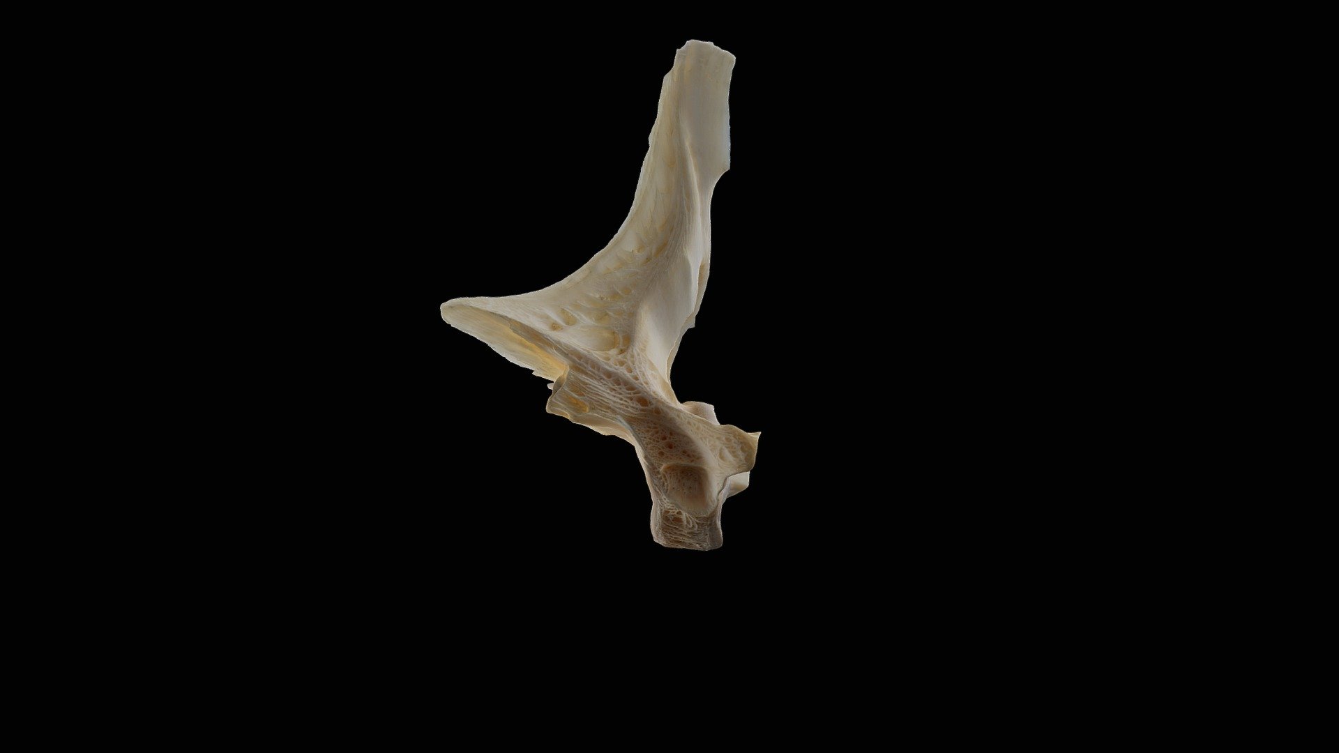Cod (Gadus morhua) First Vertebra - 3D model by 4-OCEANS Virtual ...