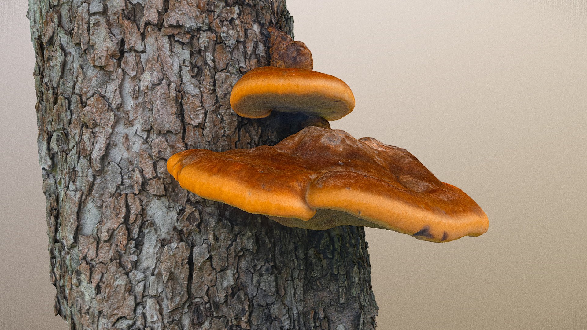 Polyporus mushroom - Download Free 3D model by matousekfoto [fc7ef8e ...