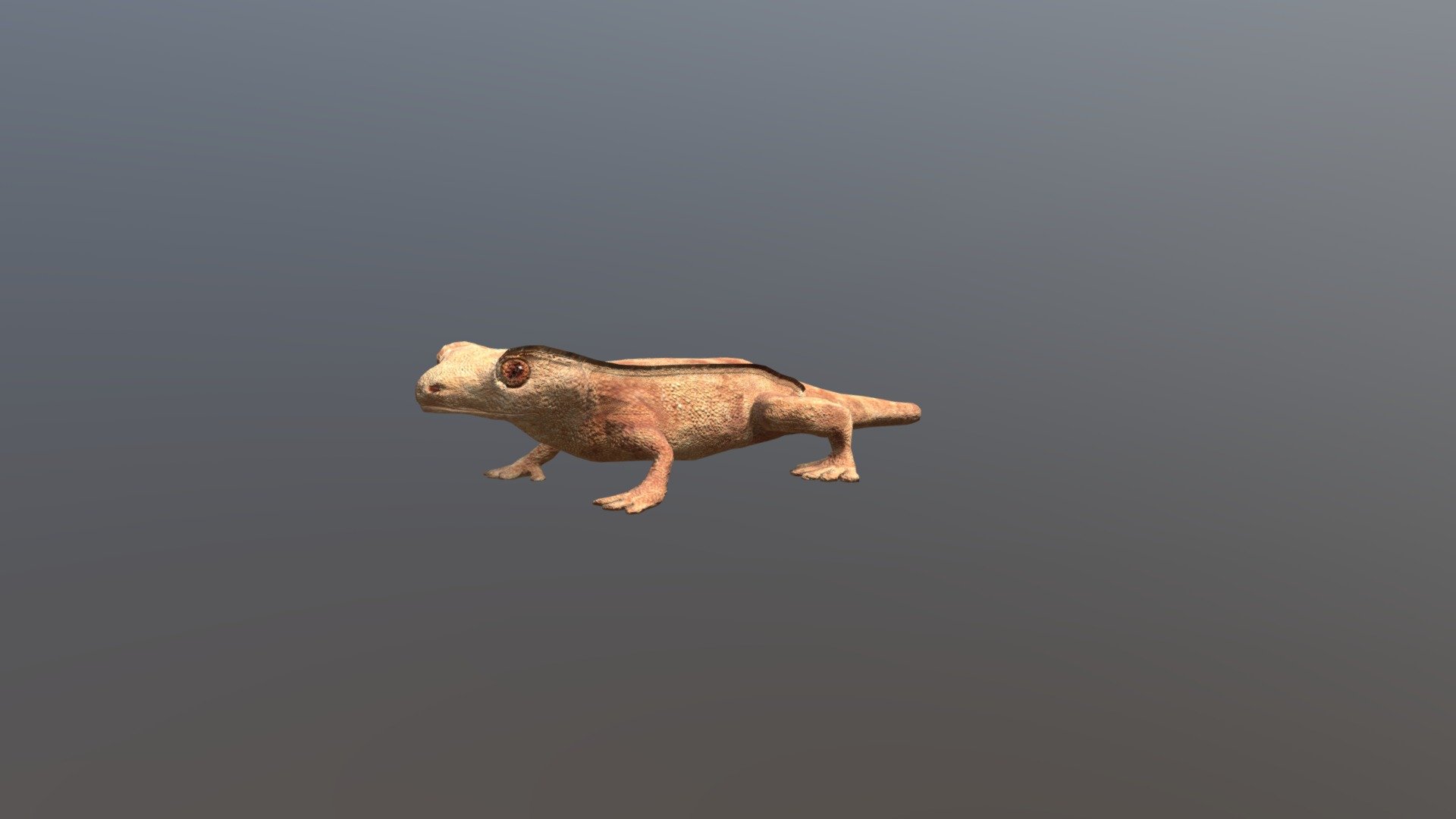 Crested Gecko - Buy Royalty Free 3D model by 3dlowpoly [fc85343 ...