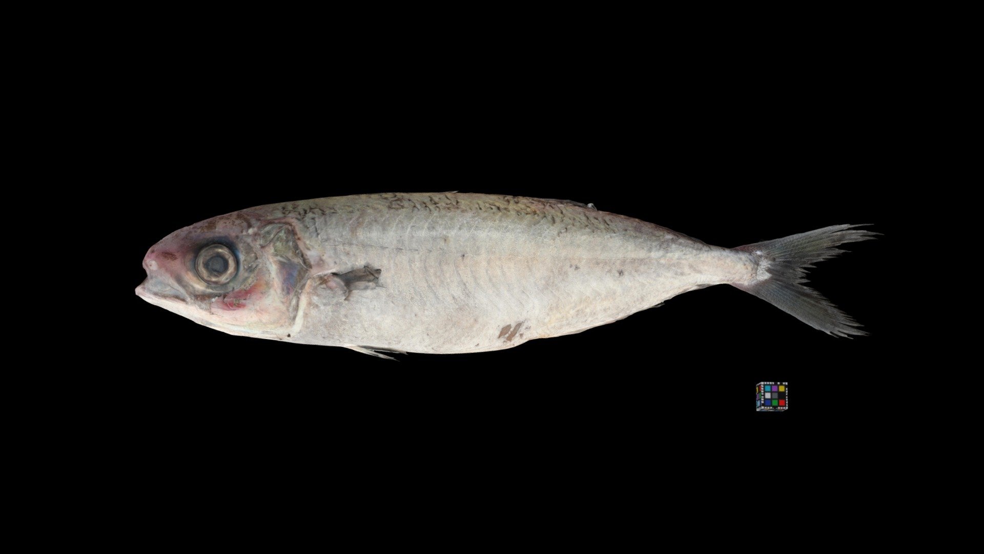 オオメメダイ Ariommid, Ariomma lurida - Download Free 3D model by ffish.asia ...