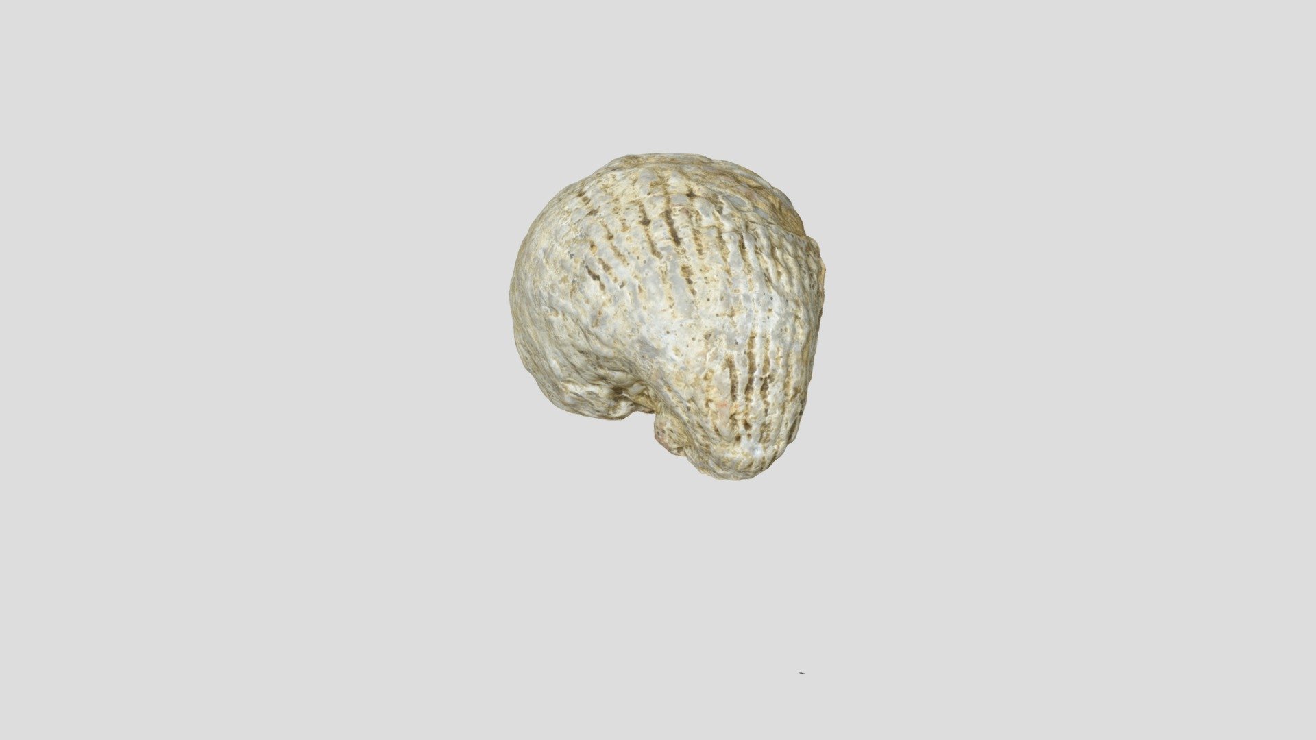 Exogyra 6-A4 - 3D model by iowa_state_sciences [fca00ae] - Sketchfab