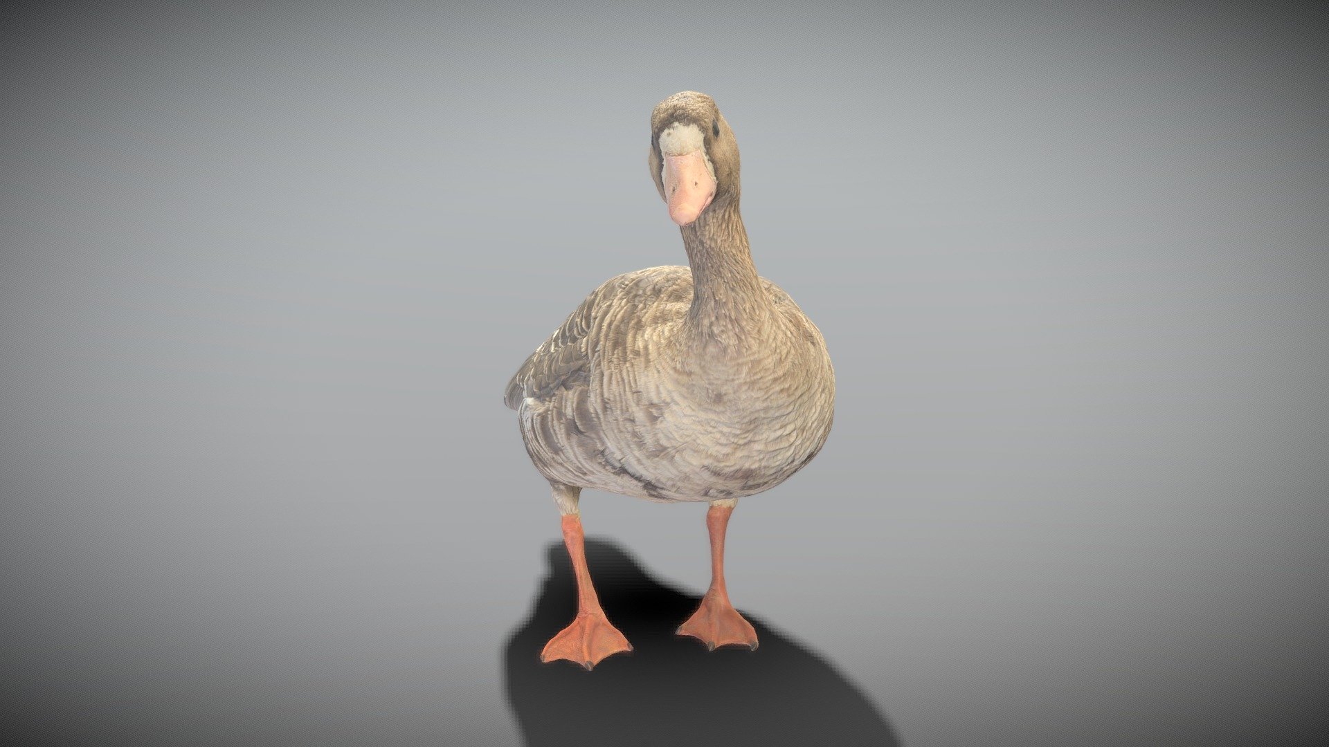 Goose 19 - Buy Royalty Free 3D model by deep3dstudio [fca4ba1 ...