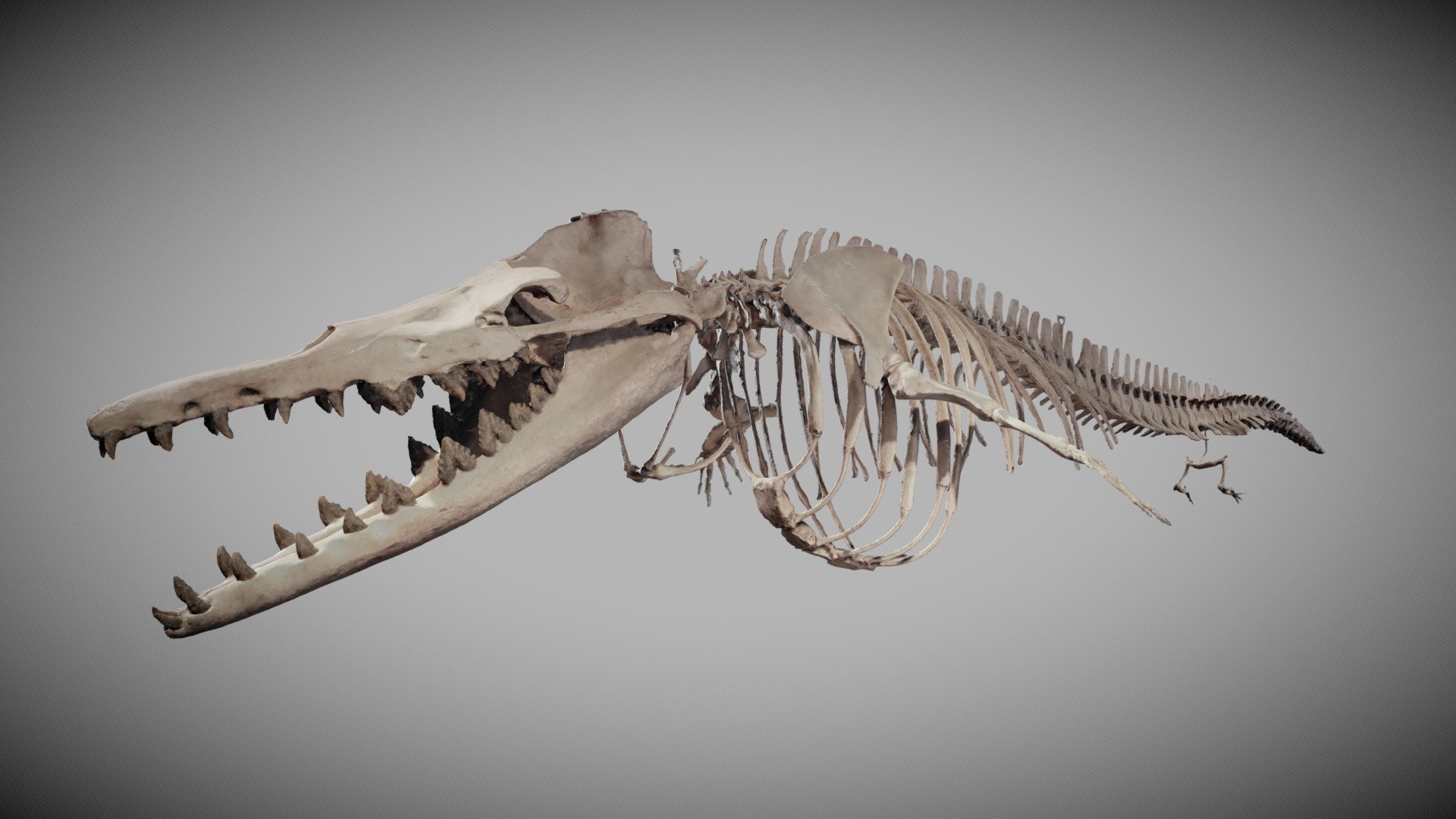 Dorudon atrox (skeleton cast) - 3D model by Norwegian Center for ...