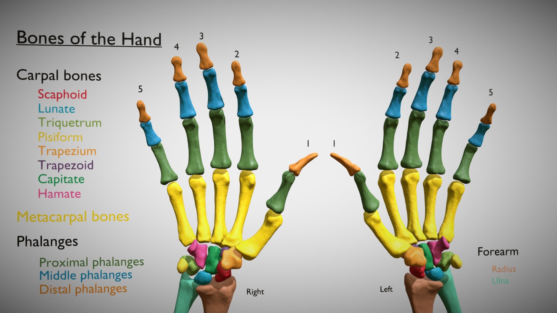 Bones of the Hand - Buy Royalty Free 3D model by virtualx [fcb098d] - Sketchfab Store