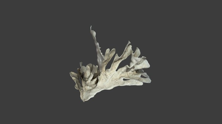 Coral-reef 3D models - Sketchfab