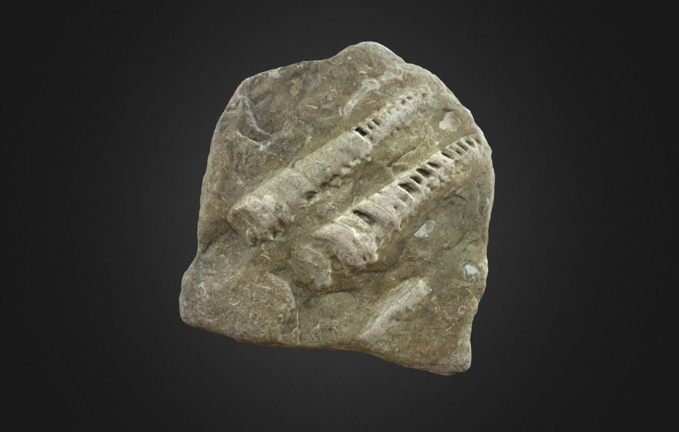Treptoceras crebriseptum 04:03 ContextCapture - 3D model by svickers ...