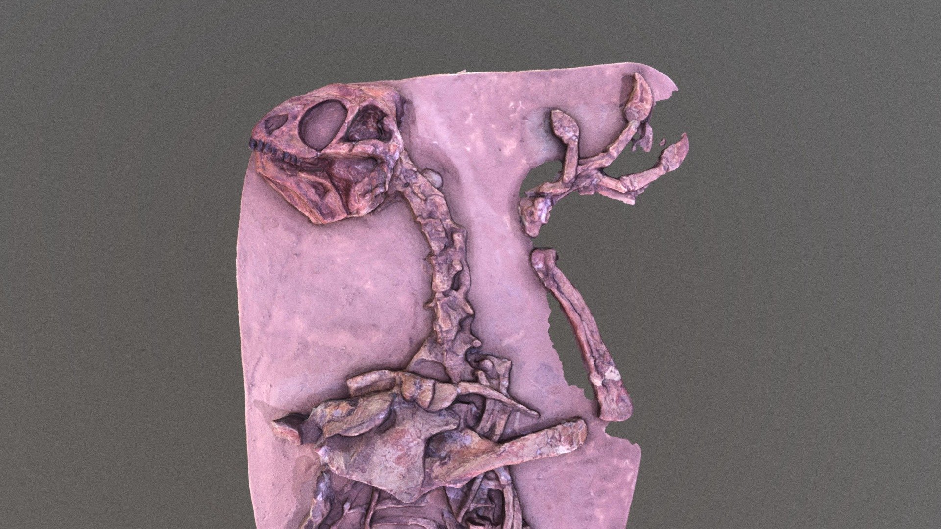 Suminia fossil - 3D model by etotmark [fcb9ab5] - Sketchfab