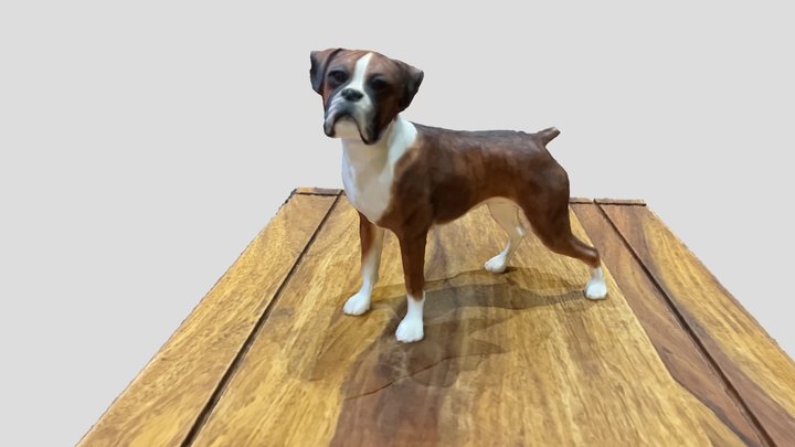 Boxer-dog 3D models - Sketchfab