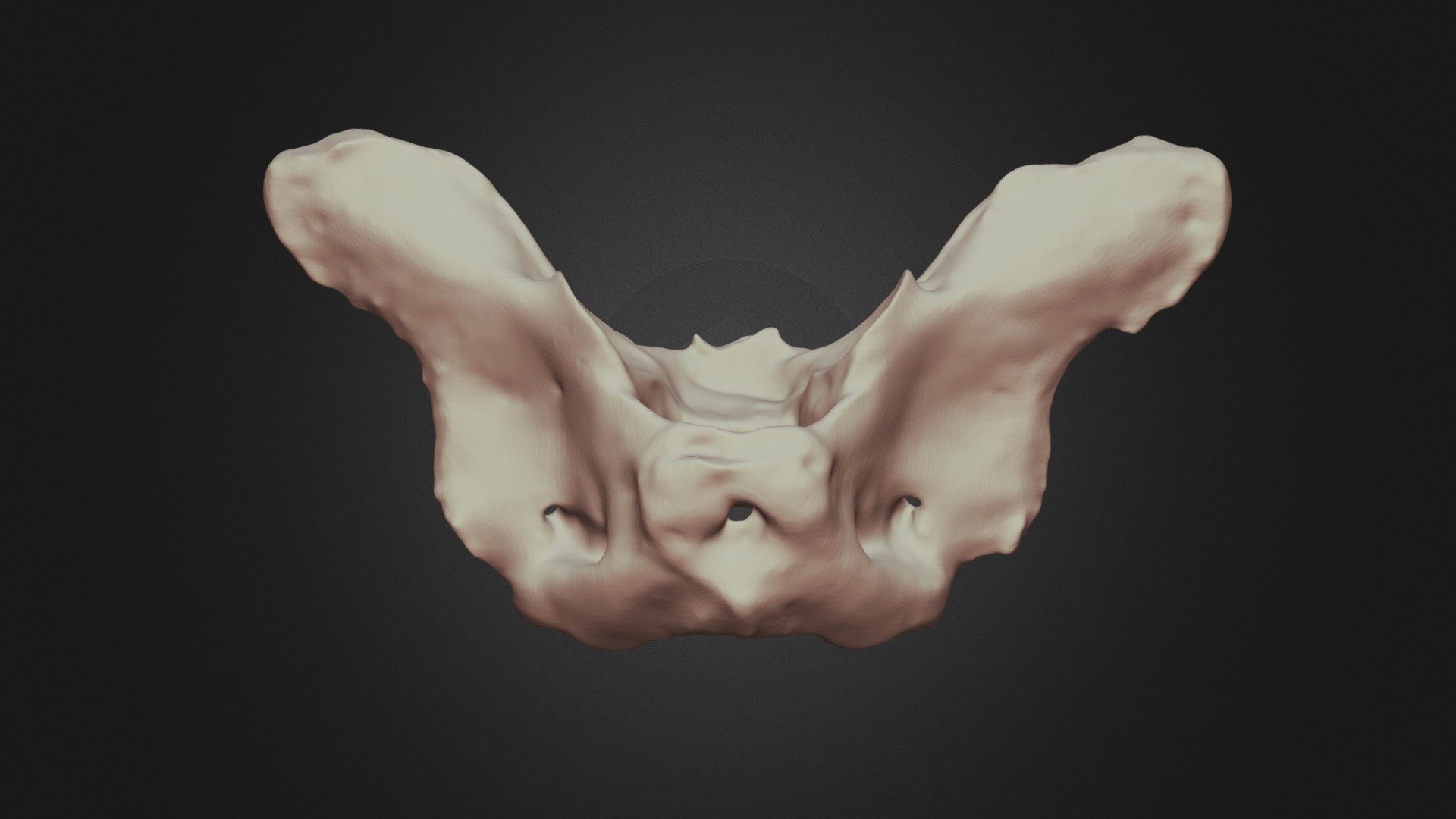 Ursus americanus (Black Bear) Atlas - 3D model by Lakehead Anthropology ...