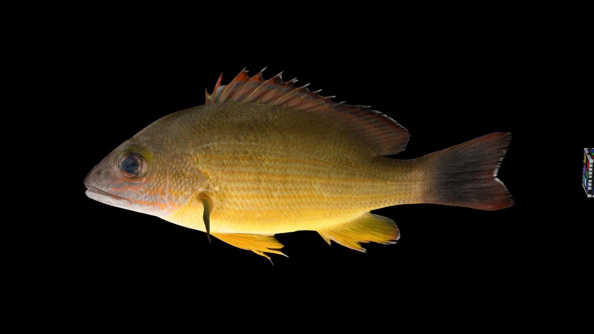 CC0 オキフエダイ 🐟 Blacktail Snapper, Lutjanus fulvus - Download Free 3D ...