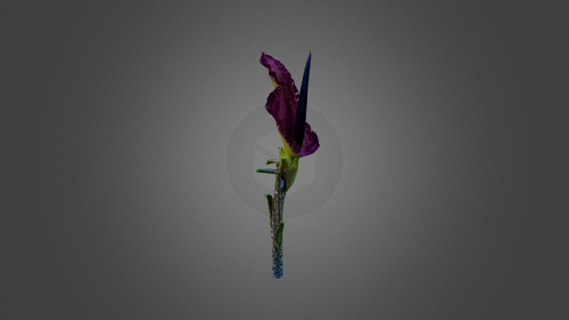 Vampire Lily - 3D model by phaneritic [fcd25b3] - Sketchfab