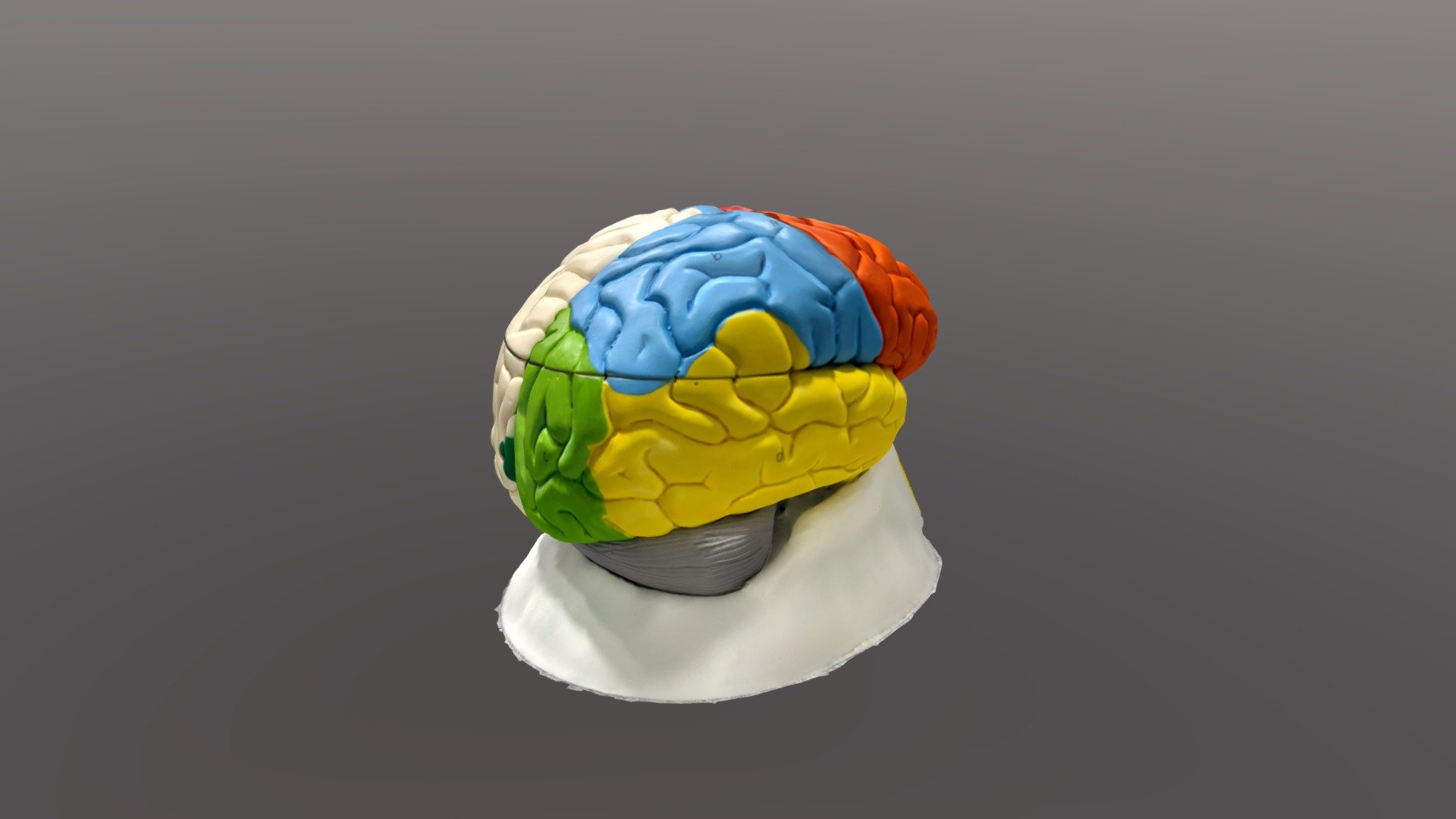 Brain - 3D model by CLTE Edtech User9 (@eyeNear) [fcd569a] - Sketchfab