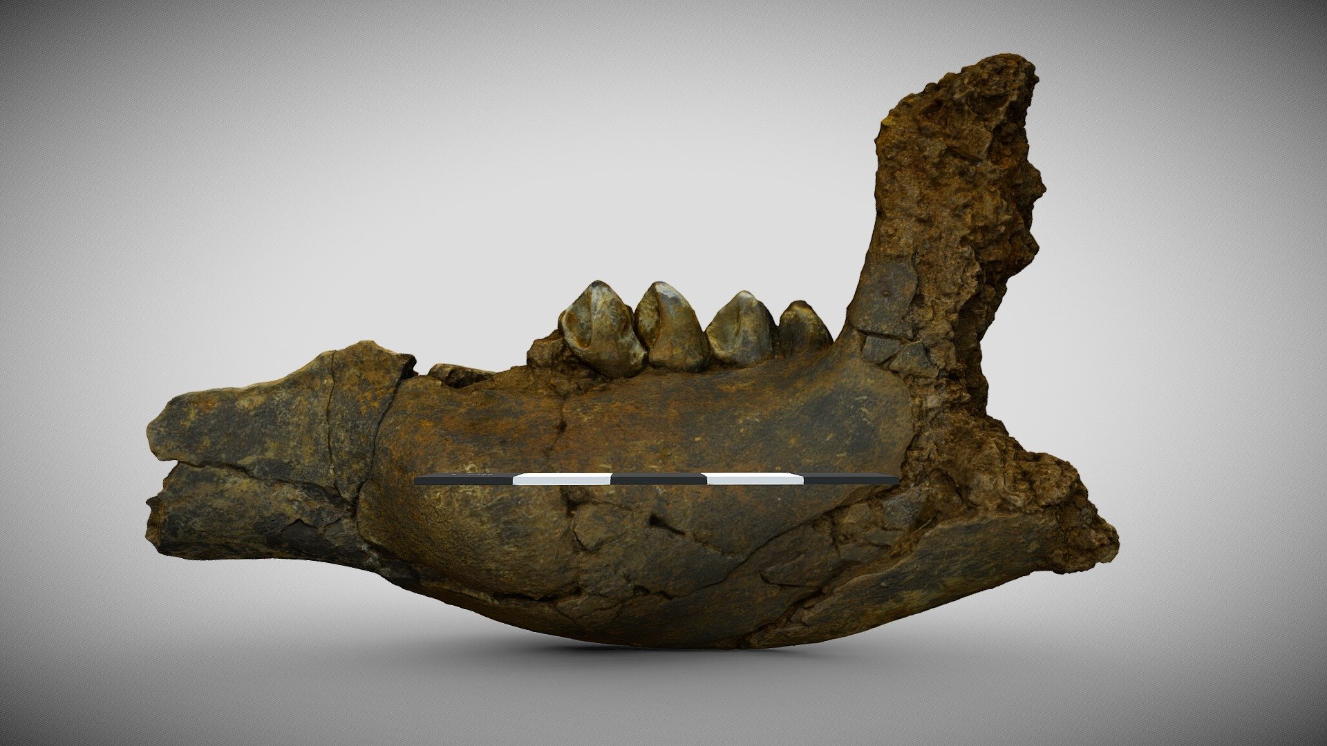 Extinct kangaroo fossil with lumpy jaw - 3D model by UQ School of Earth ...