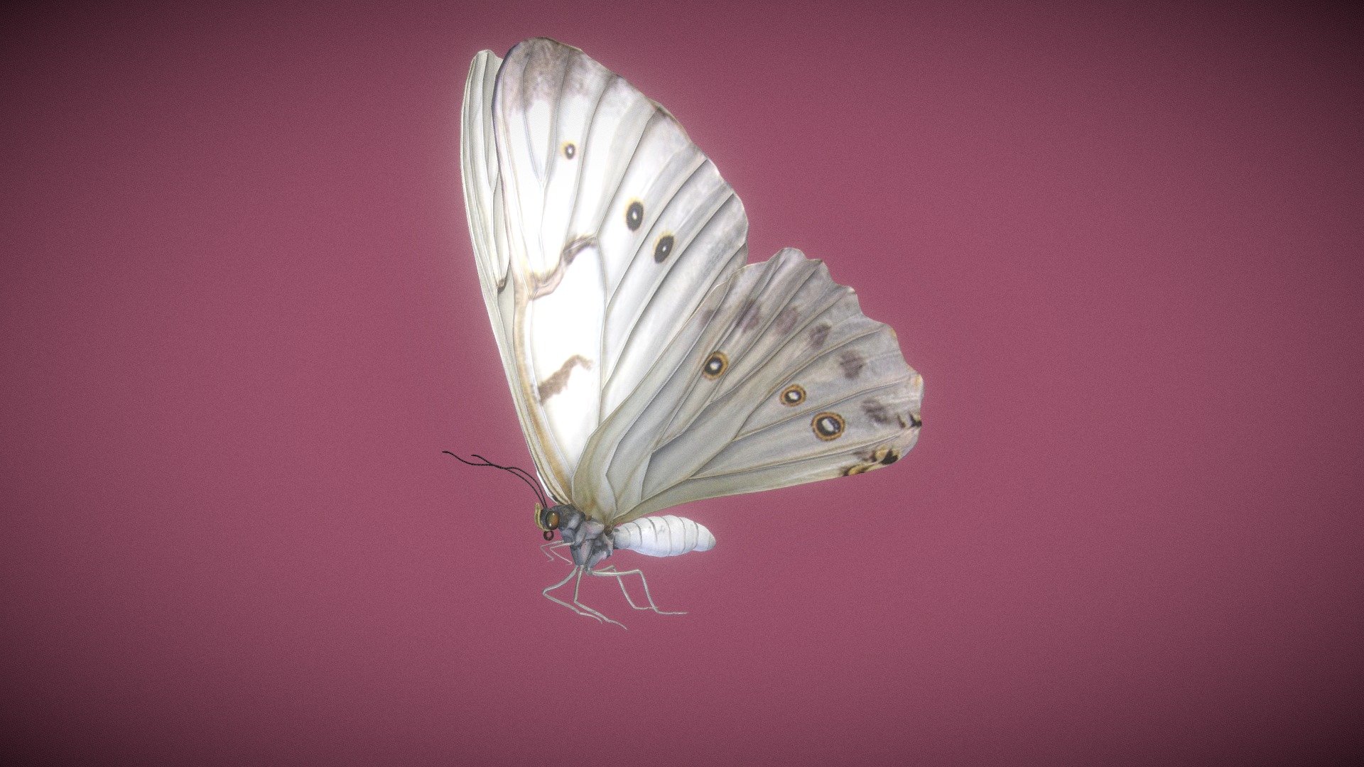 Butterfly Morpho Polyphemus - Buy Royalty Free 3D model by 3dartstevenz ...