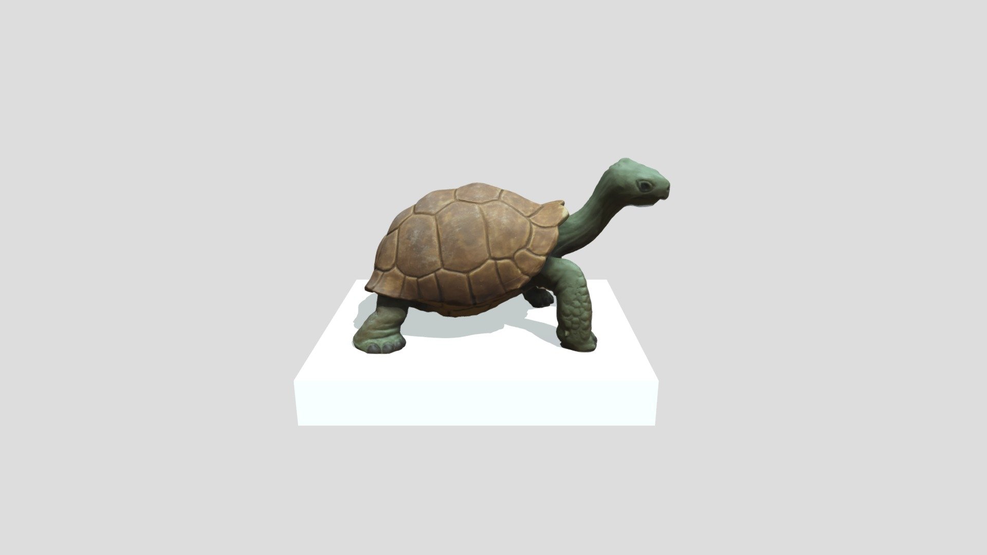 Turtle - Download Free 3D model by Freeusdz.com (@Yitzy) [fcec3ae ...