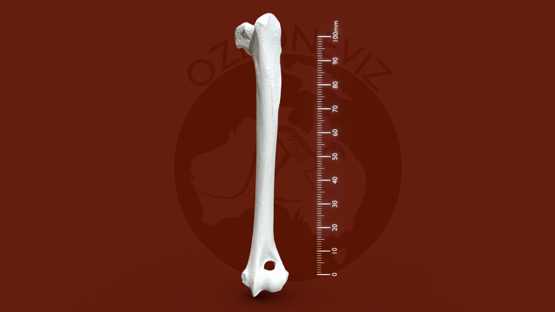 Red fox humerus - 3D model by Ozboneviz [fcf46de] - Sketchfab