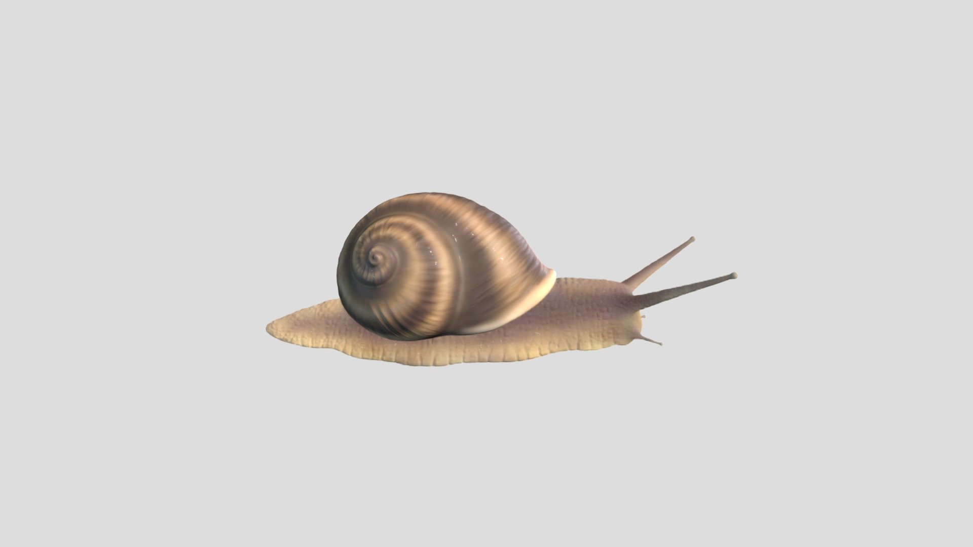 Snail 015 (SKETCHFAB) - 3D model by a.schroedl [fcf4b41] - Sketchfab