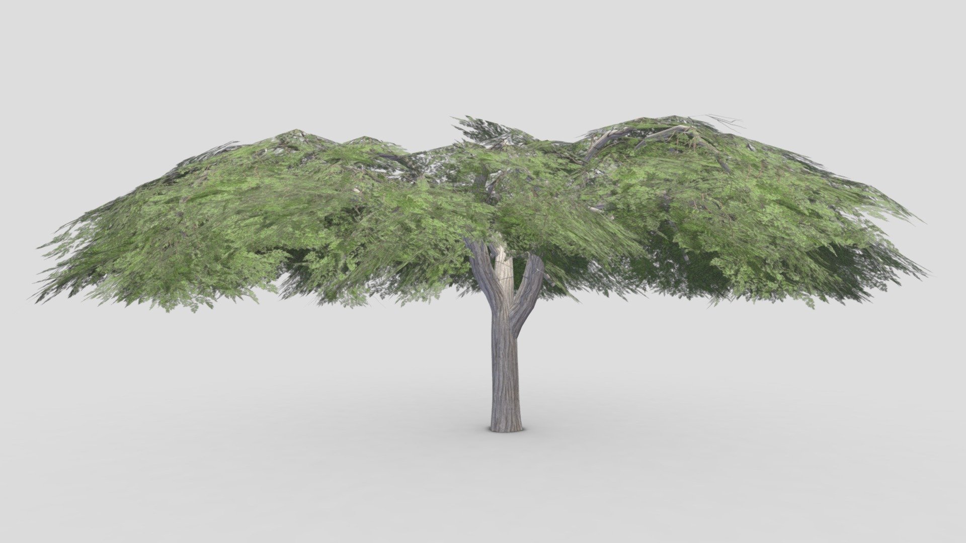 Acacia Tree-S16 - Buy Royalty Free 3D model by ASMA3D [fcf9747 ...