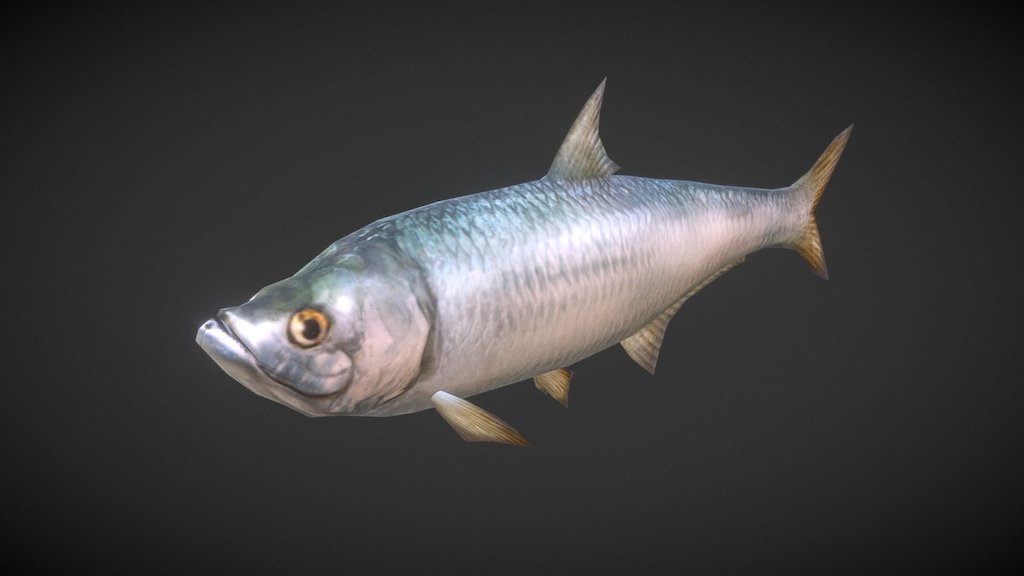Tarpon - 3D model by YOURS (@double2) [fcfcc26] - Sketchfab