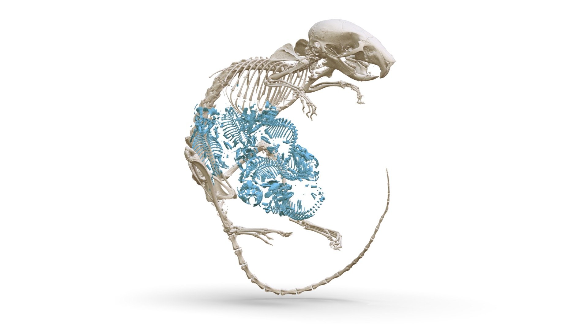 Apodemus uralensis (MSB:Mamm:249533) - 3D model by Biodiversity ...