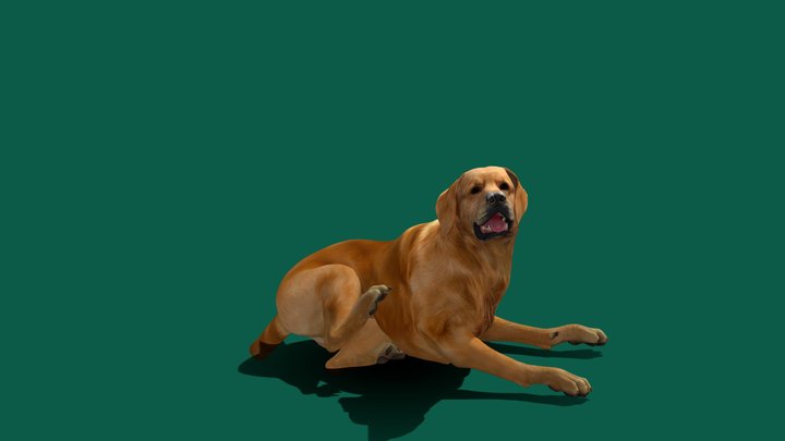 Golden-retriever 3D models - Sketchfab