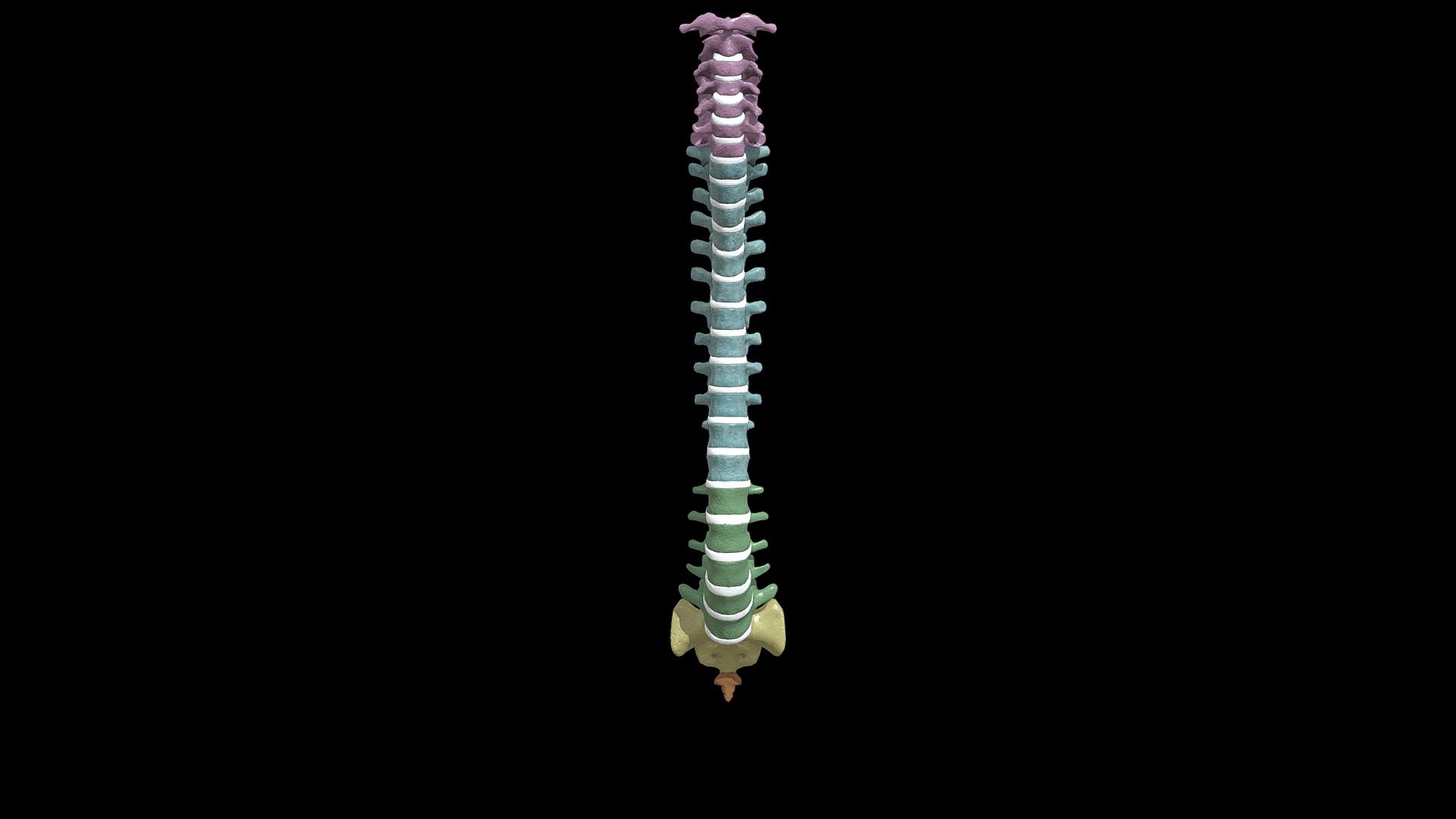 Anatomy of the Human Vertebral Column (+labels) - 3D model by Friso ...