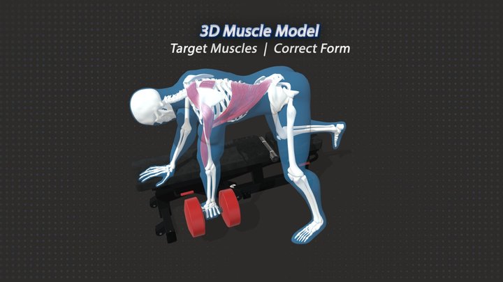 Biceps 3D models - Sketchfab