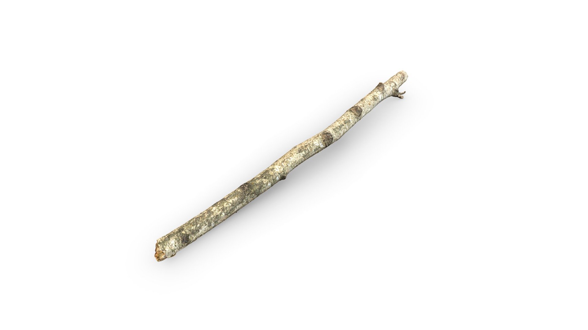 Birch Stick - 3D model by RawCatalog.com (@rawcatalog) [fd080d4 ...