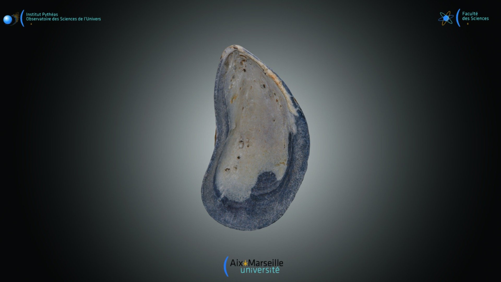 Bivalve - Mytilus edulis - Download Free 3D model by Secteur Sciences ...