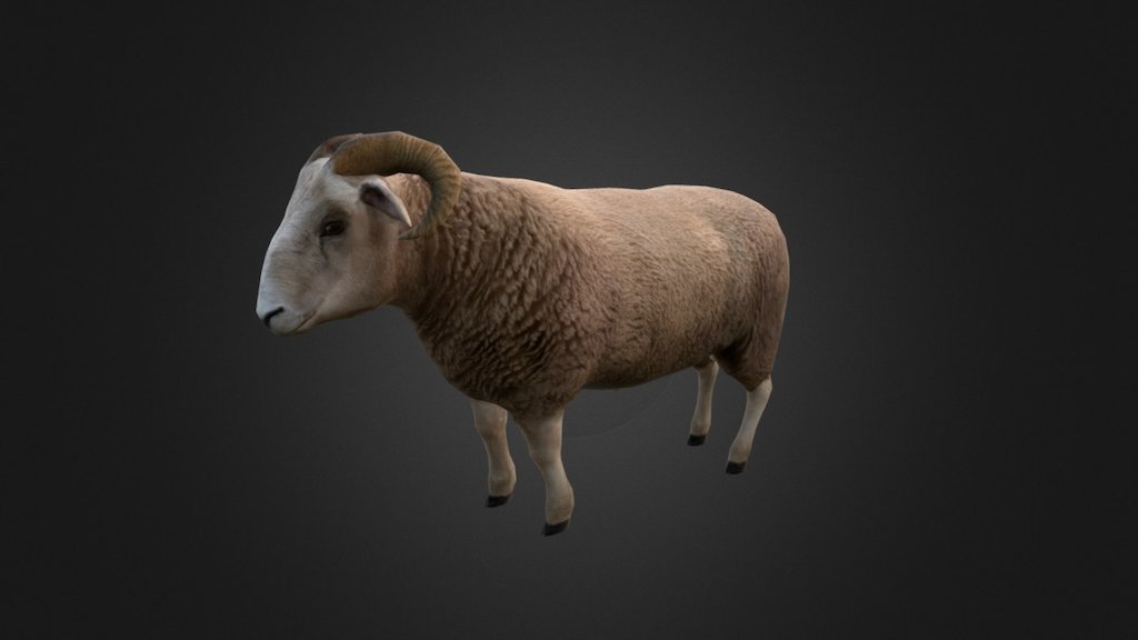 Ram - 3D model by RedDeer (@billl90) [fd1dbe1] - Sketchfab