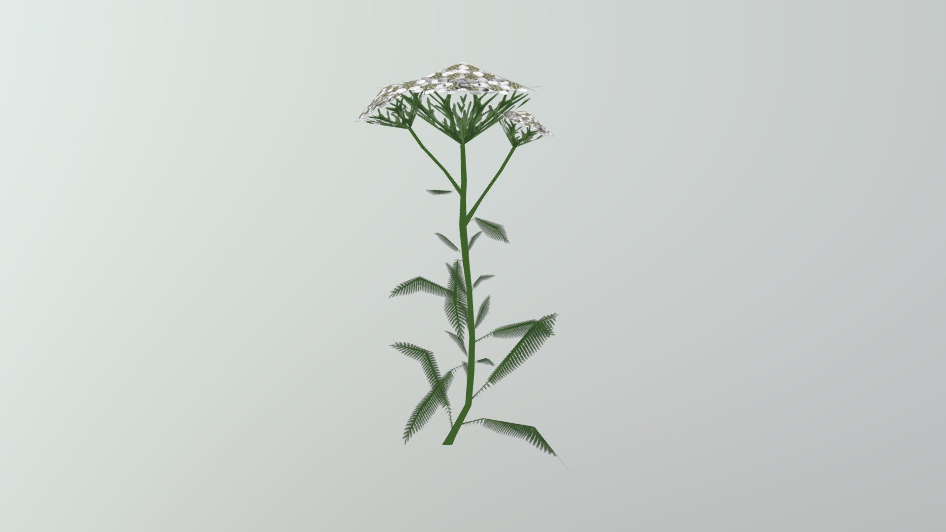 Yarrow - 3D model by jumper720 [fd20ea0] - Sketchfab